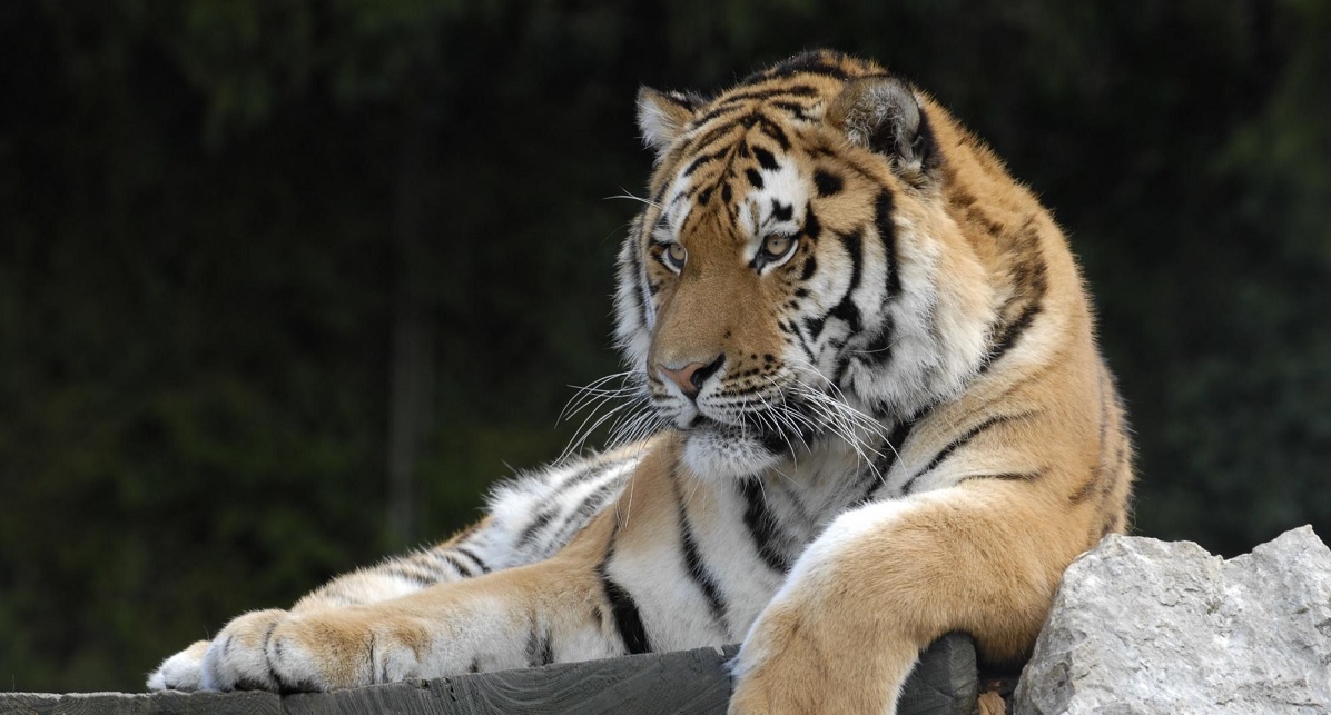 Calendrier de l'Avent : Gagnez des entrées au Zoo de Servion ... Calendrier de l'Avent : Gagnez des entrées au Zoo de Servion ...